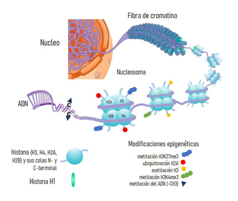 Regulación epigenética de la expresión génica durante el desarrollo de ...