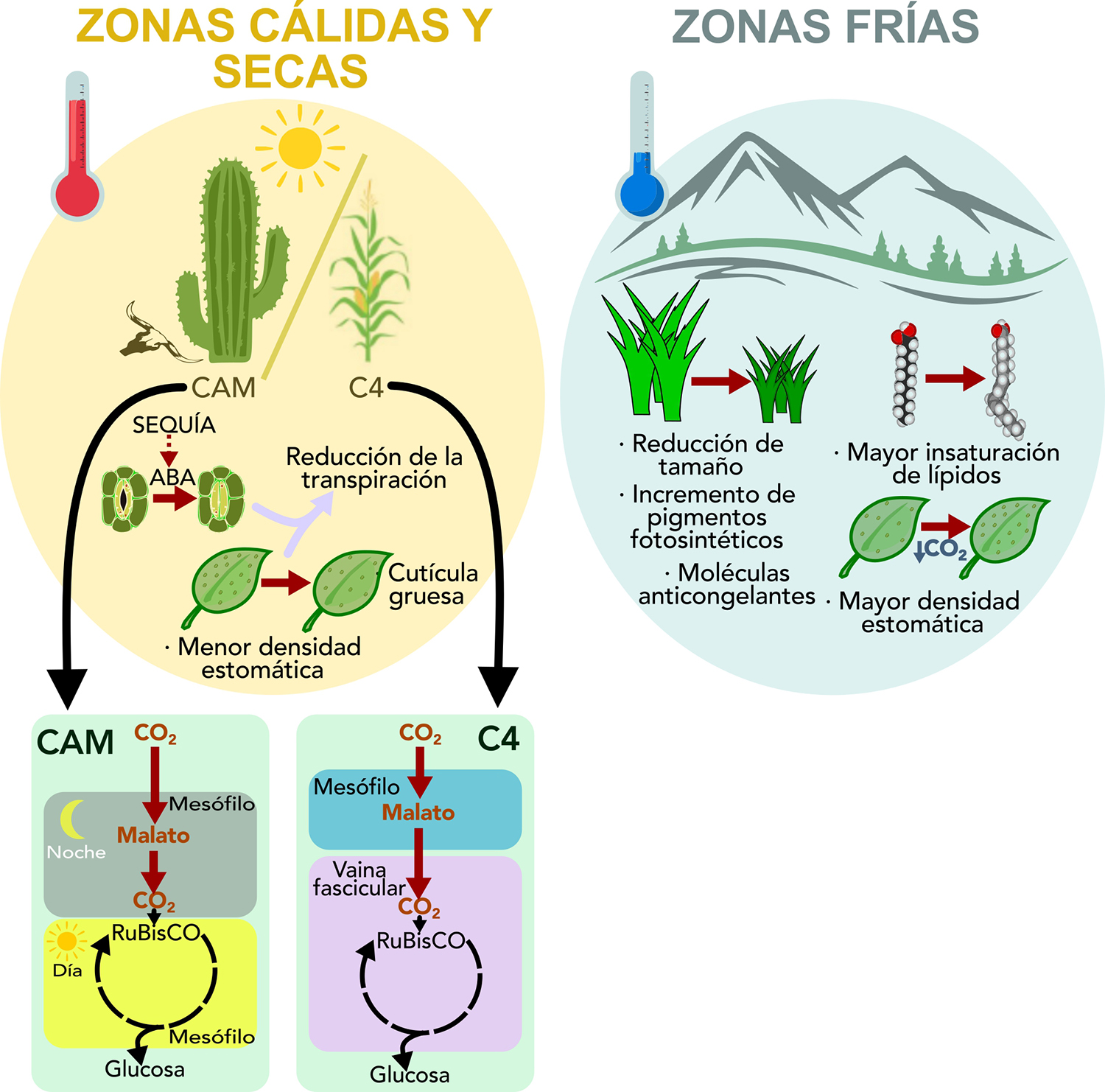 Cómo las plantas protegen su actividad fotosintética frente a las ...