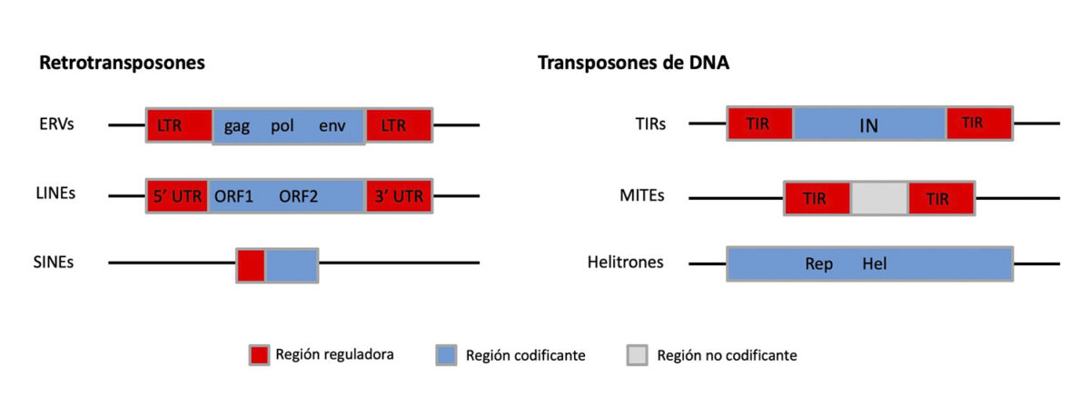 Los elementos móviles: ADN repetitivo relevante para la función ...
