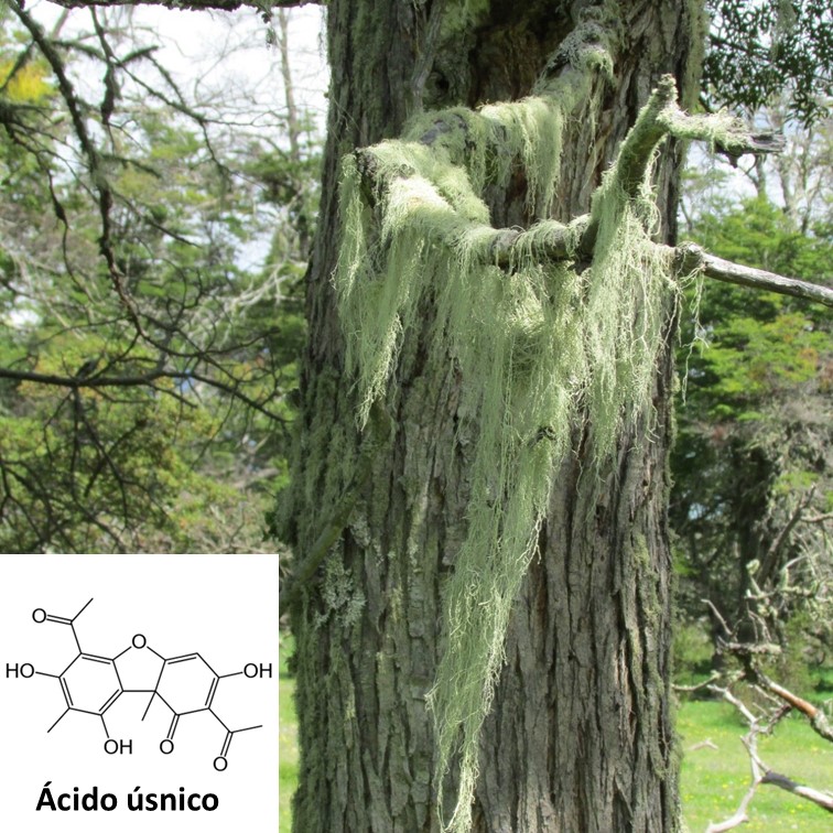 Ácido Úsnico | SEBBM