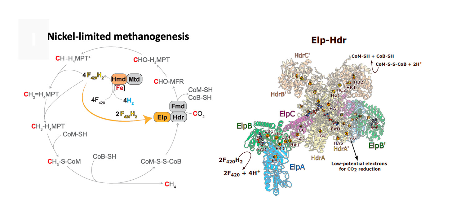 Electron flow in hydrogenotrophic methanogens under nickel limitation ...