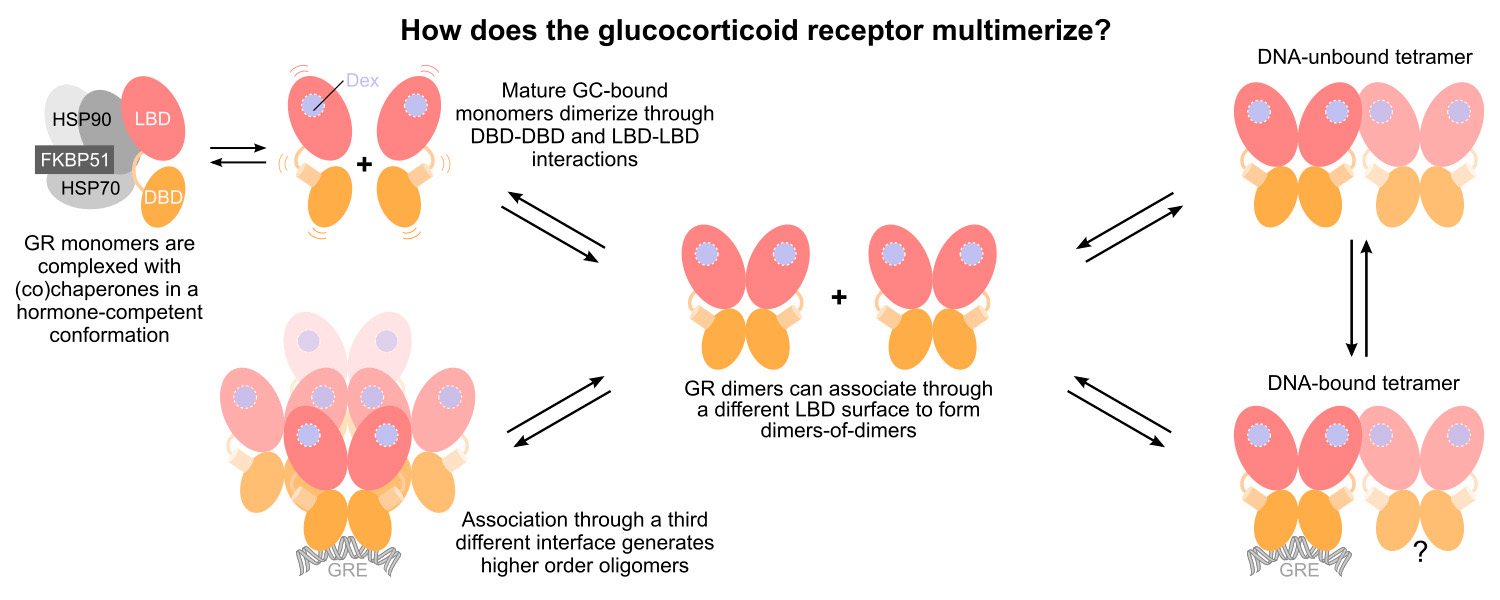 The multimerization pathway of the glucocorticoid receptor | SEBBM